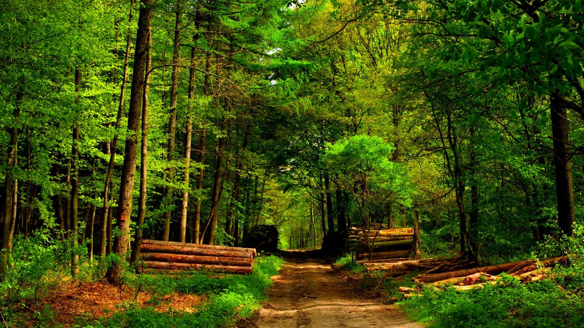 FOREST STEWARDSHIP COUNCIL™ - FSC® | VIET NAM